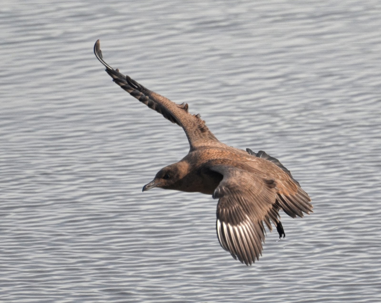 The Early Birder: Great Skua