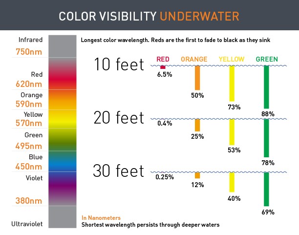 West Neck Creek Ramblings: Bass: Are They Smart As a Whip, Or Dumb As a ...