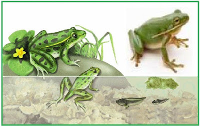 15 Contoh Hewan Ovipar dan Siklus Reproduksinya - Lentera Hidup2