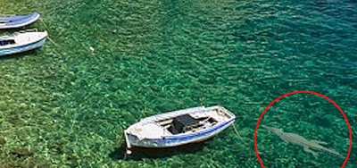 PATRINAKI: ΠΑΤΡΑ : ΕΠΑΝΕΜΦΑΝΙΣΗ ΚΡΟΚΟΔΕΙΛΟΥ ΣΤΗΝ ΠΕΡΙΟΧΗ ''ΠΑΡΑΛΙΑΣ ...