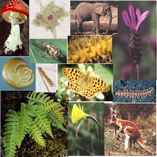 lo mas importante de los 5 reinos: Los 5 Reinos