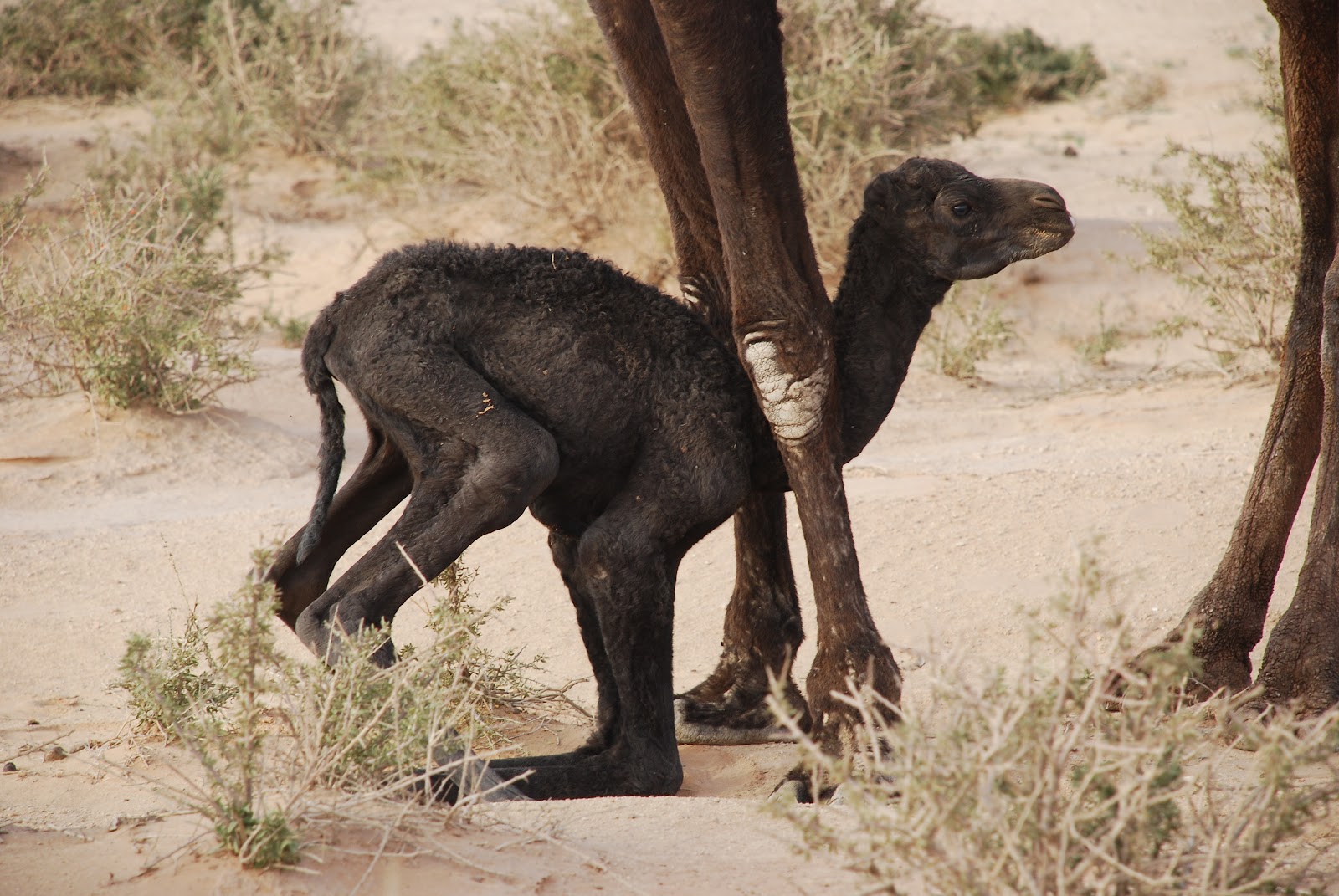 Middle East Mosaic: Riyadh and the Desert