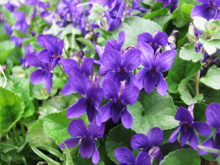 Violeta Perfumada OU Violeta Selvagem / Viola odorata