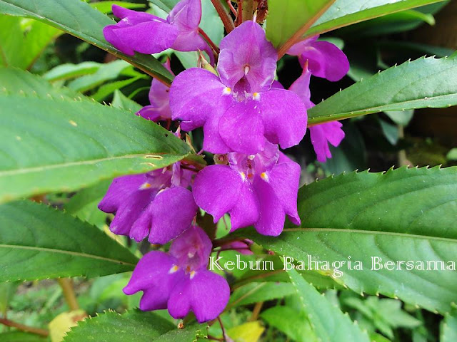 Kebun Bahagia Bersama: Pre-Order Fresh Balsam Painted Face Seeds March