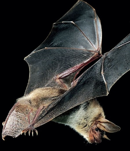 Bats On the Move with All Their Senses