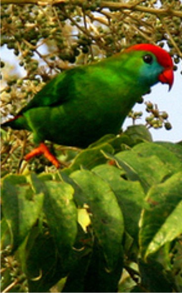 Malay Hanging Parrot | Burung Serindit: Jenis Burung Serindit