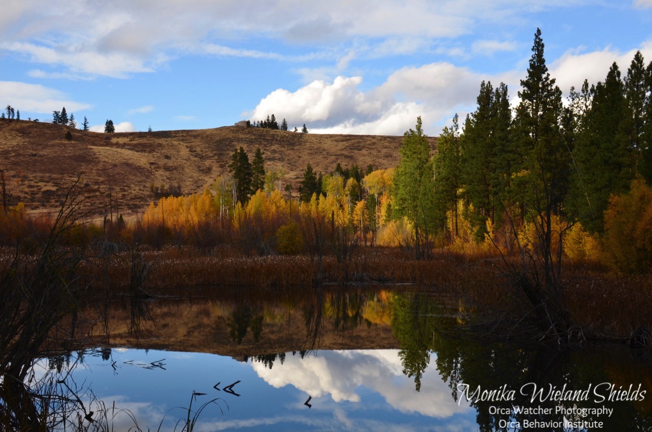 Orca Watcher: The North Cascades and Methow Valley