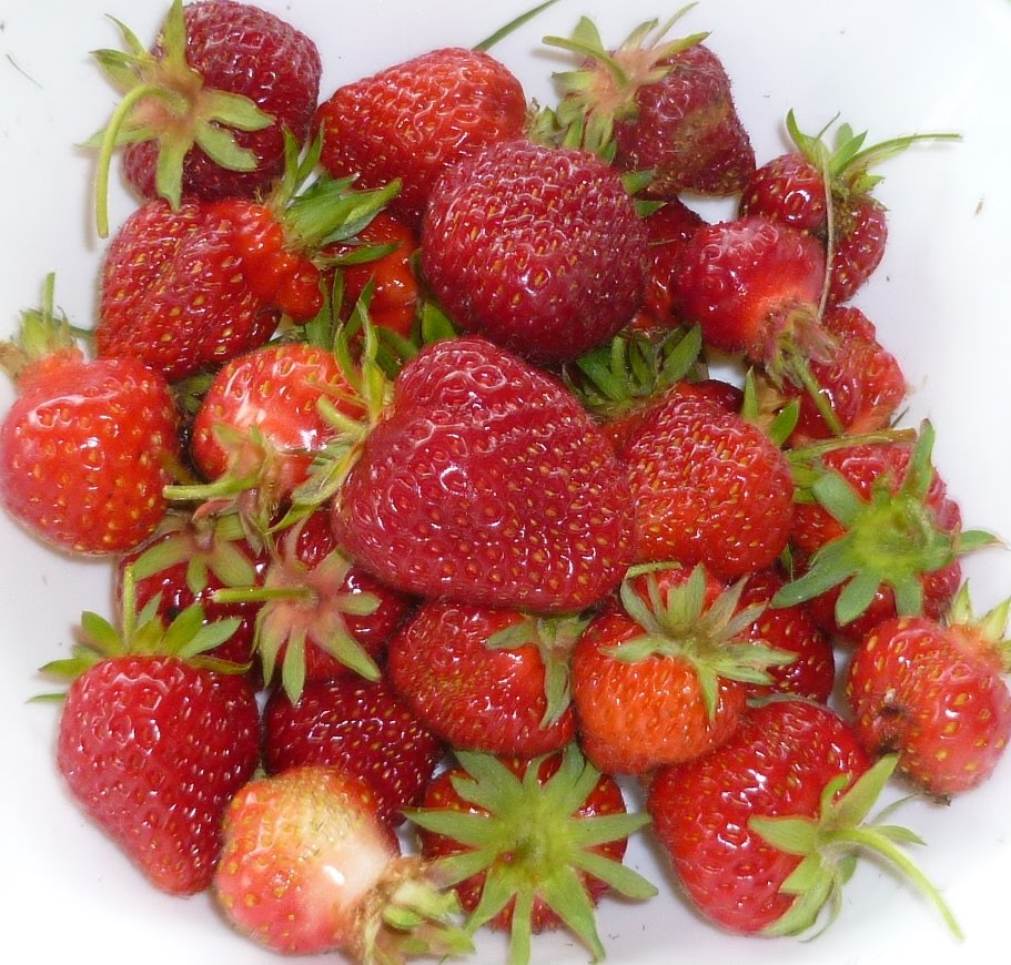 Daniel's Pacific NW Garden: "First Fruits" strawberries, cherries, and ...