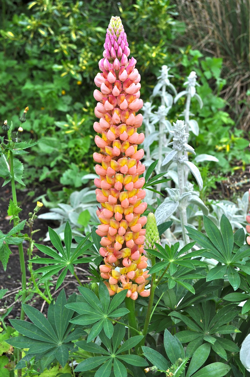 Miss P Productions!: Flowers in England