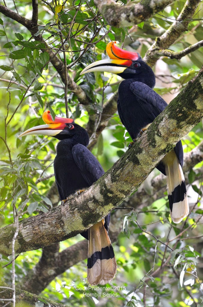 ENGGANG GADING,RANGKONG,TINGANG MASKOT KALIMANTAN (Yosfen Domai)