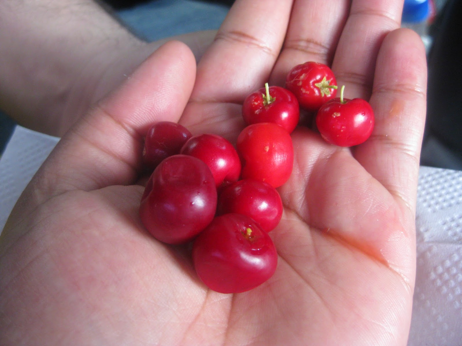 Een beetje uit de tropen: Shimaruku! ~ Veg-Eats