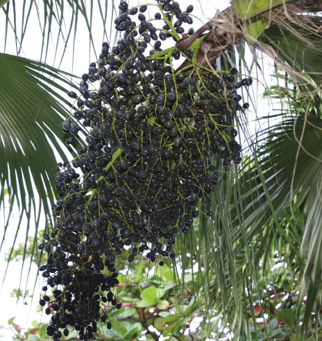 Ingredient Spotlight: the A?a? Berry | Create Your Skincare™