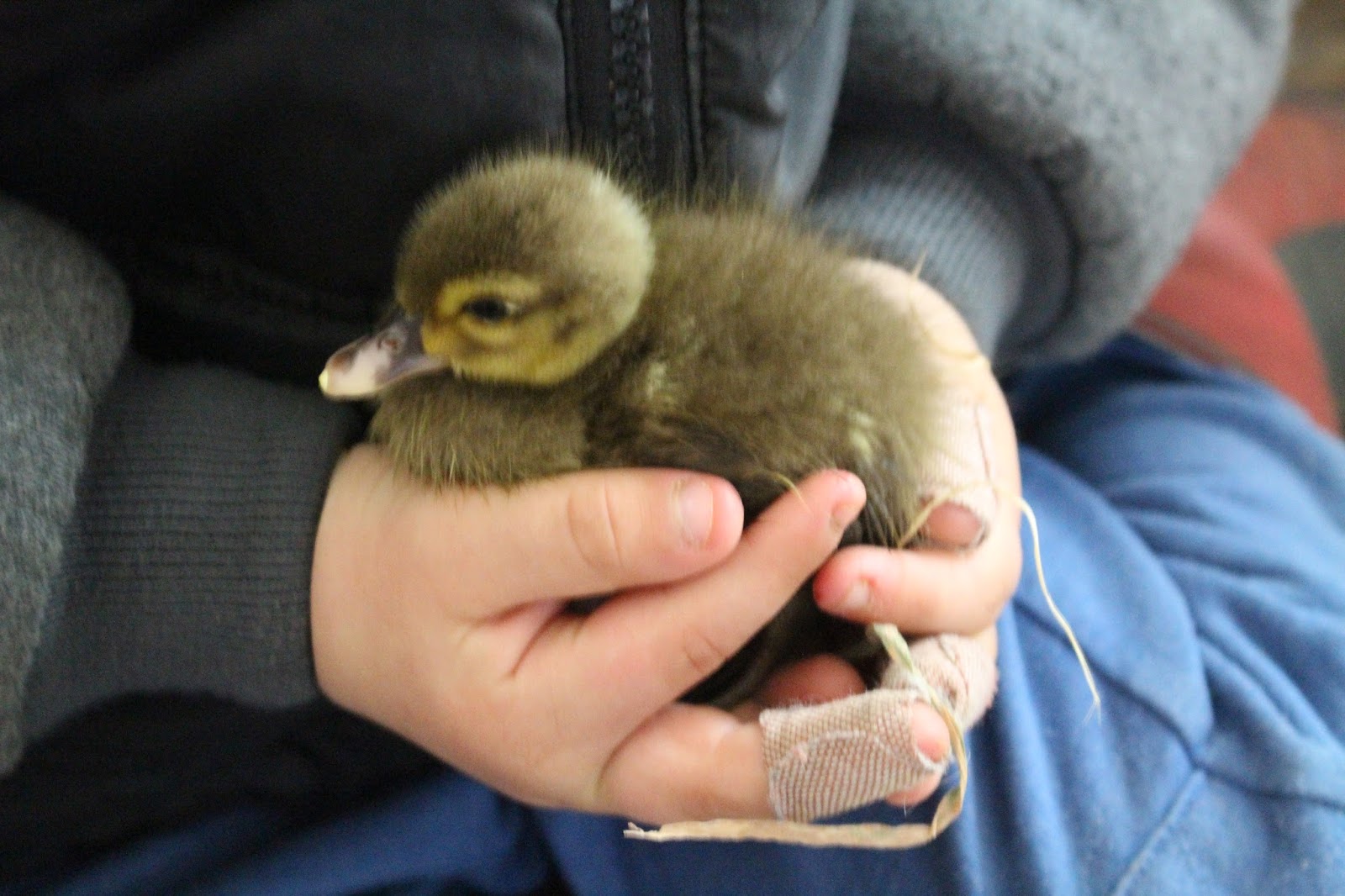 Bream Bay Kindergarten: Duck tails