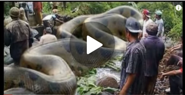 WORLD BIGGEST SNAKE ANACONDA FOUND IN AMERICA'S AMAZON RIVER ~ Hot 31 VDO