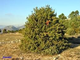La forêt marocaine: La composition du Domaine forestier marocain.
