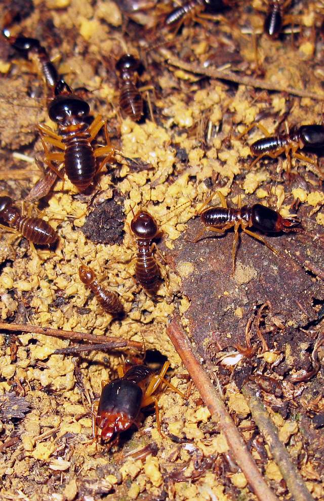 Photos and Info on Ants and Termites of Malaysia: Macrotermes Carbonarius