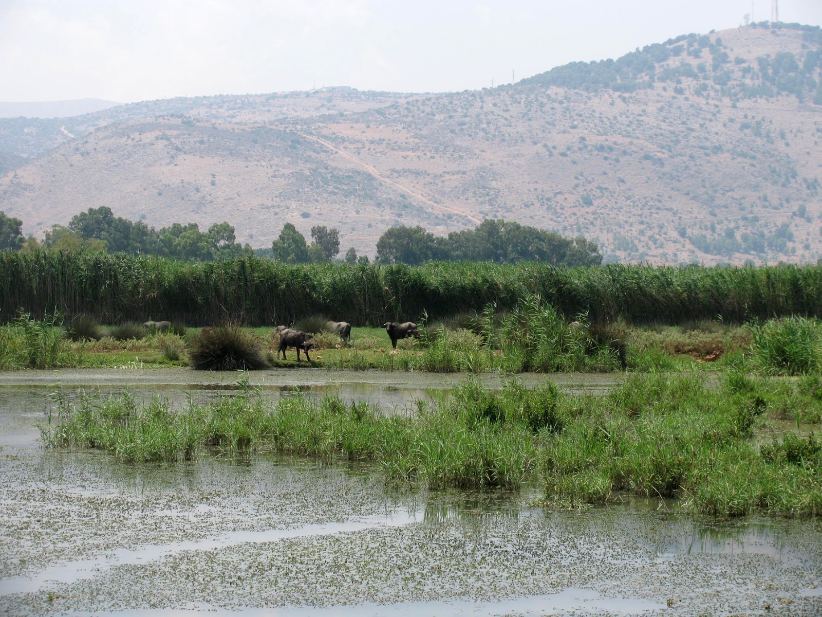 Handmade in Israel: Hula Nature Reserve