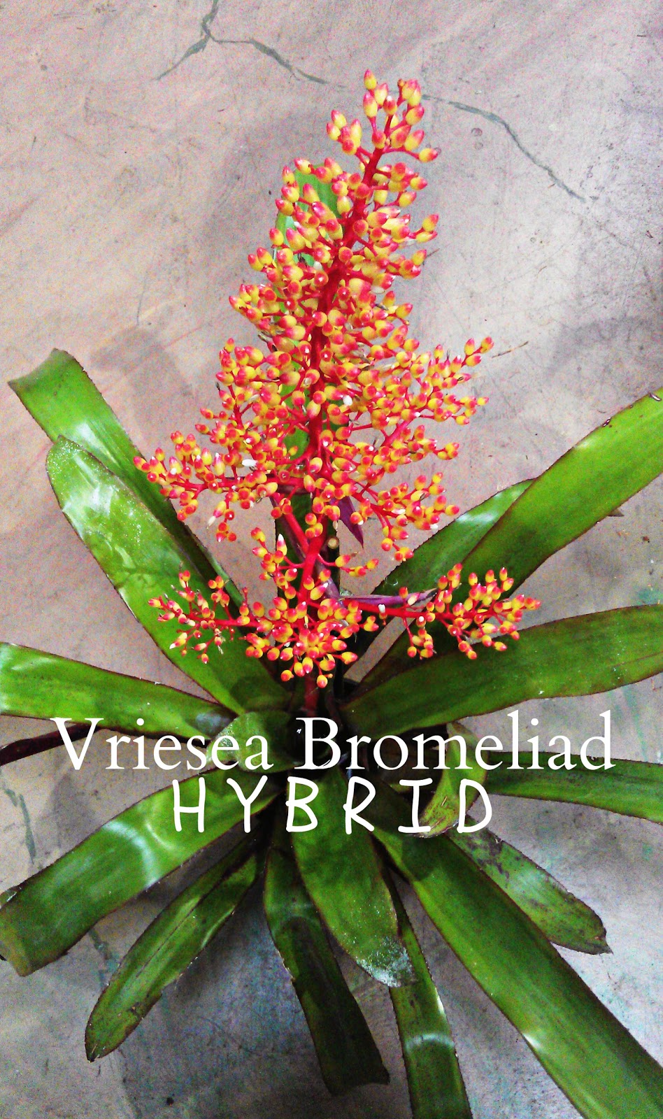 Exotic Plants: Plant of the Week