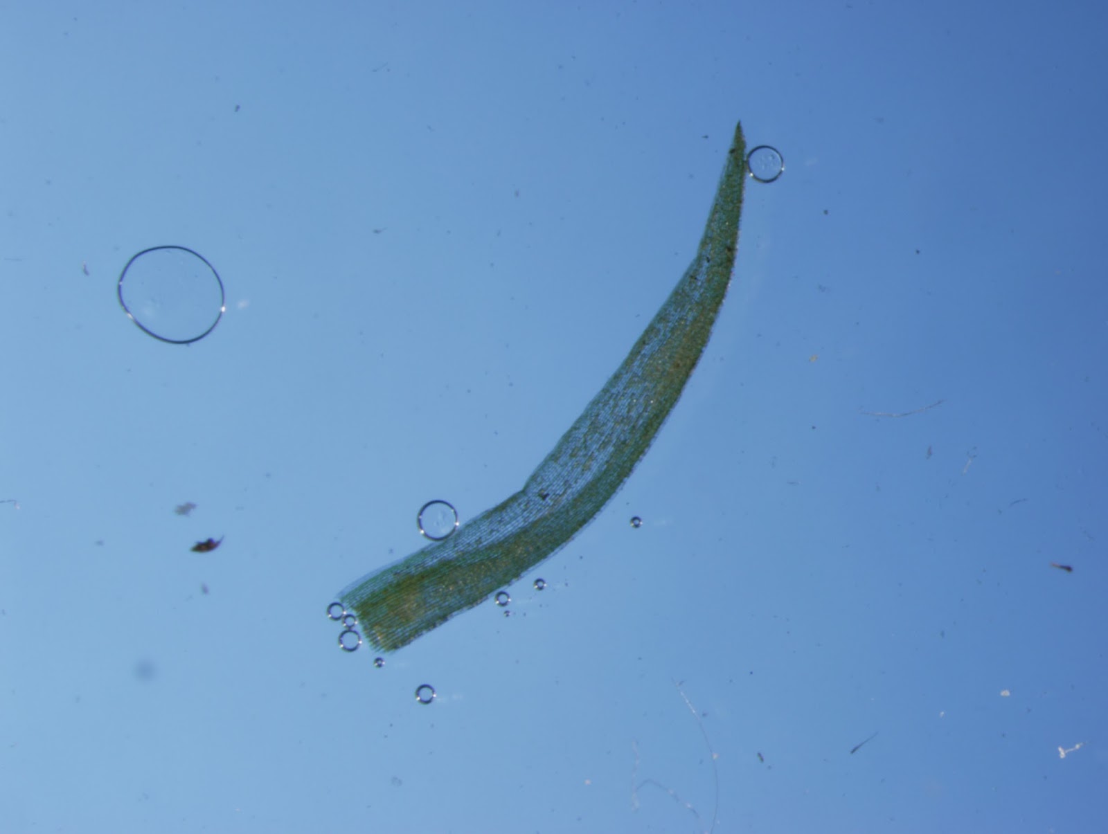 Non-vascular Plants: Specimen #3: Leucobryum glaucum
