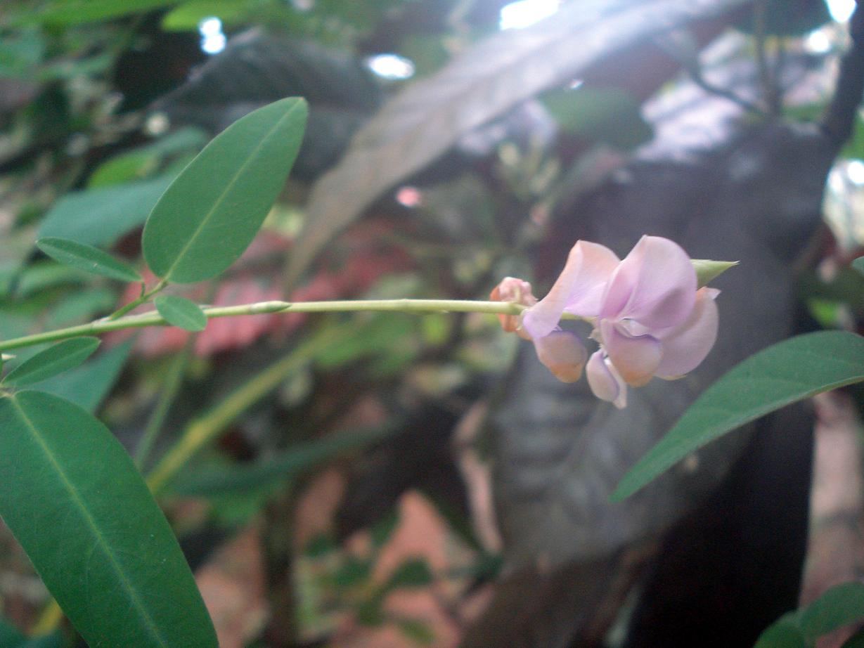 Plant of the Day: Plant of the day is: Codariocalyx motorius or ...