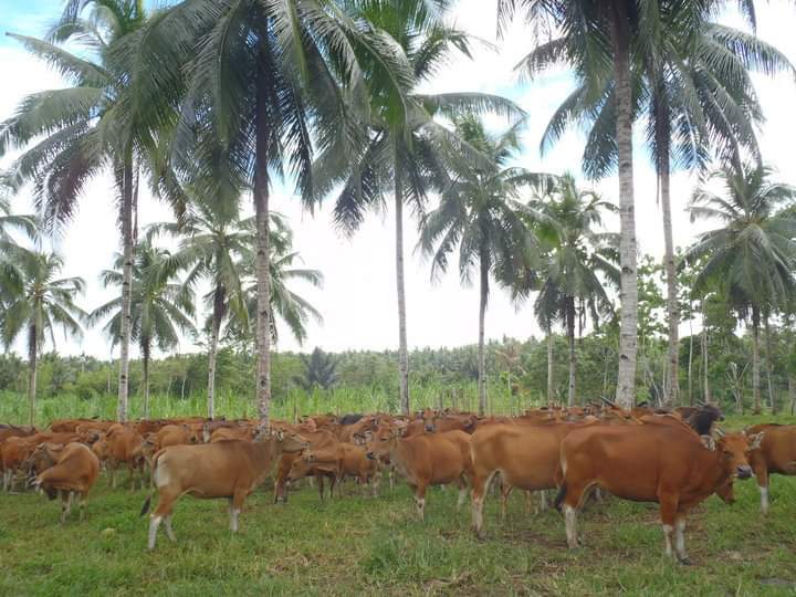 Ilmu Untuk Ternakan Ruminan: Lembu Bali
