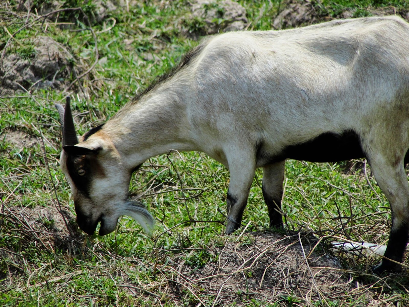 Slowly Global: Welcome to 2015, the year of the goat!