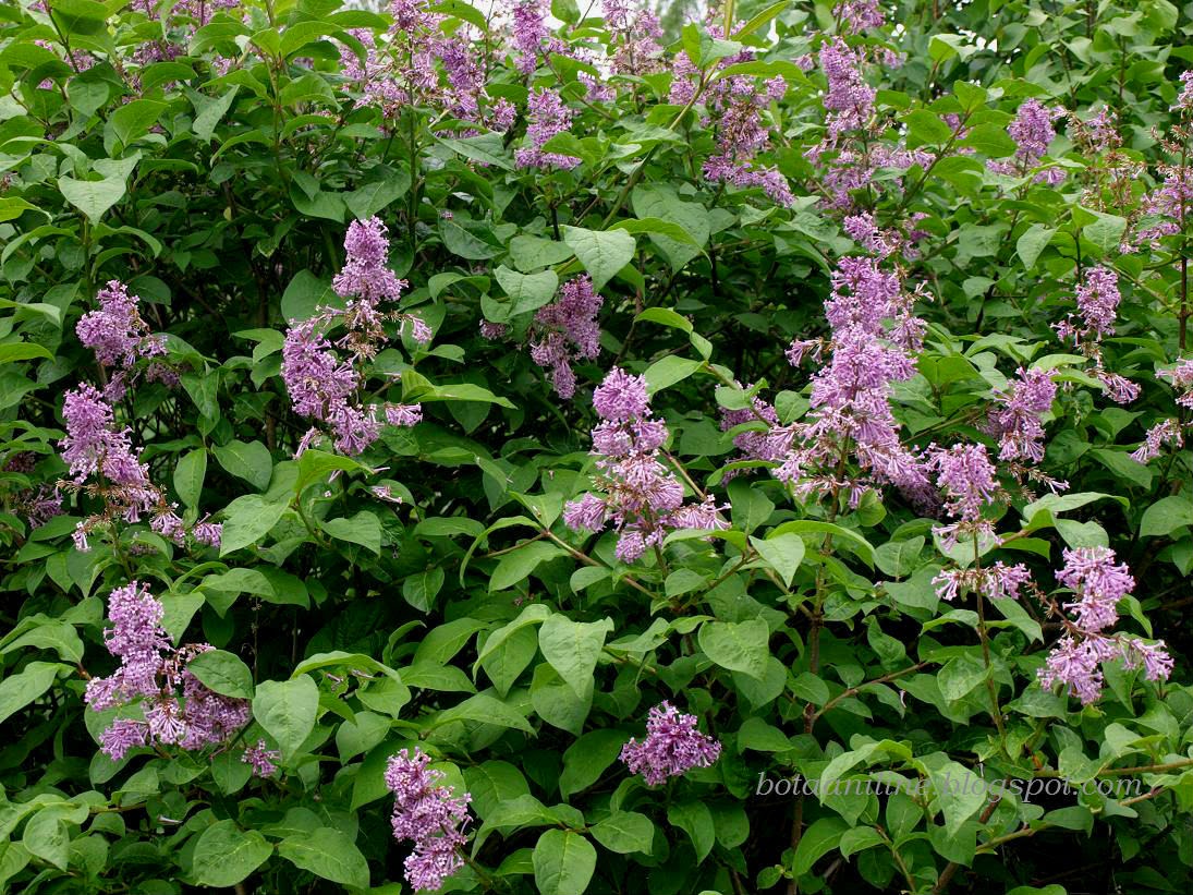 rohenäpp: Ungari sirel