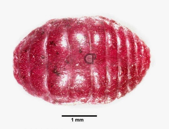 Zdrowa I Niezdrowa Żywność: Koszenila/Karmina i czerwień koszenilowa
