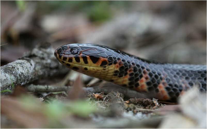 Pics from Floria (December 2012) - Field Herp Forum