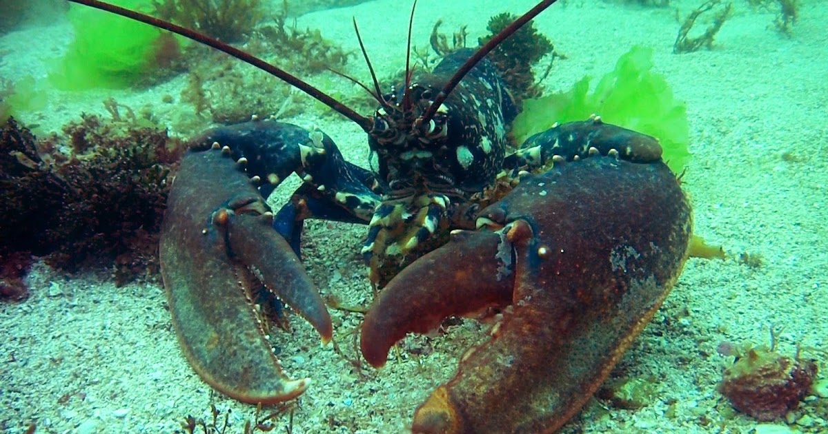 Fabrice Vallée : Chasse sous marine: Photo d'un gros homard