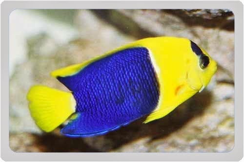 ANGEL-ANTHIAS-BANNER FISH ~ Indonesian marine fish and coral index