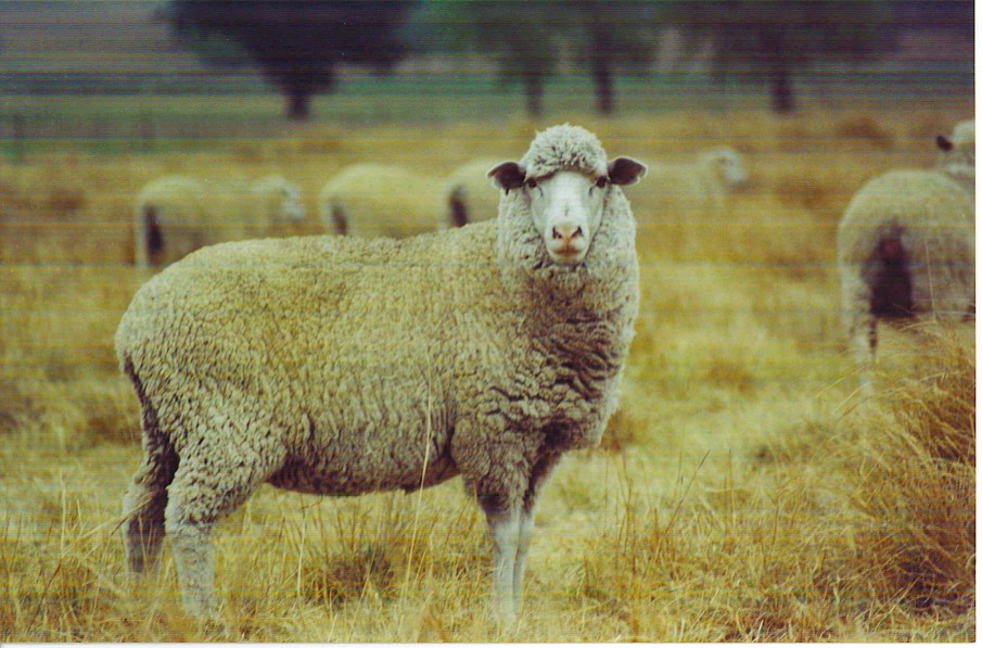 June 2015 ~ Amass Farming Tips & Info