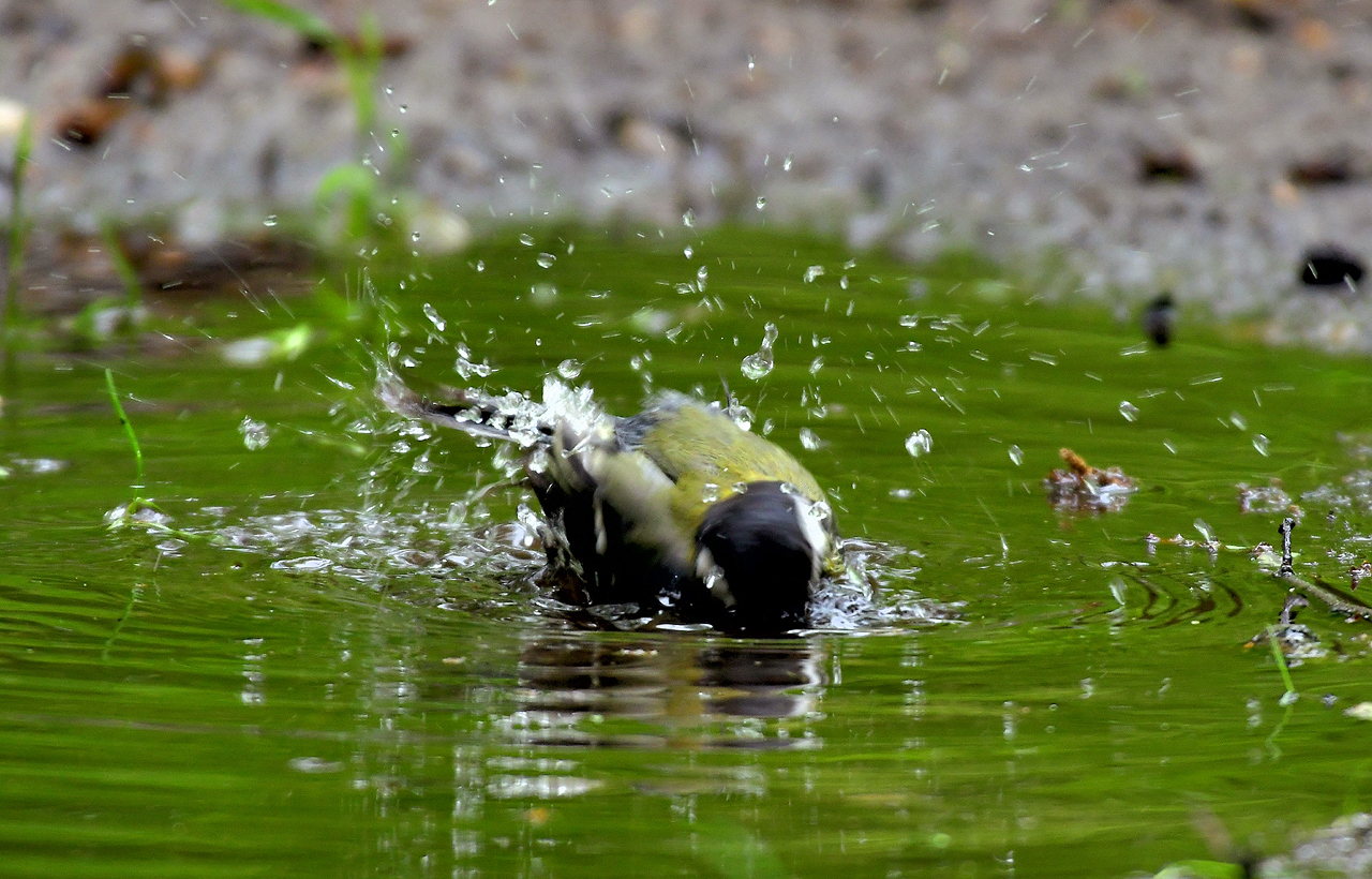 Jozef van der Heijden - Natuurfotografie: Vogels genieten van een waterplas