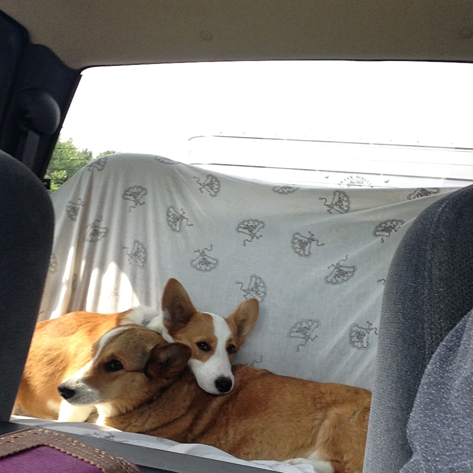 The Adventures of Shauna and the Sheep