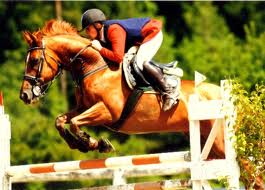 Sport : Reiten: Reitarten
