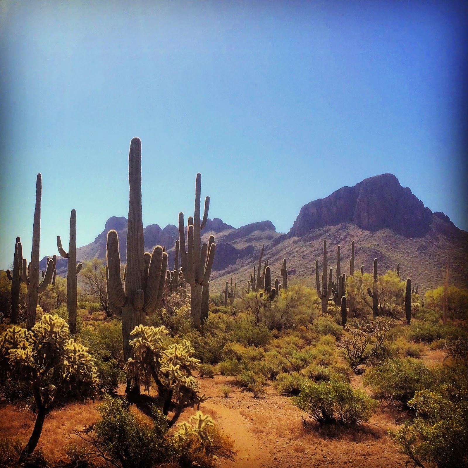White Stallion Ranch: Saguaro Cactus