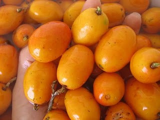 Ciriguela - Spondias purpurea