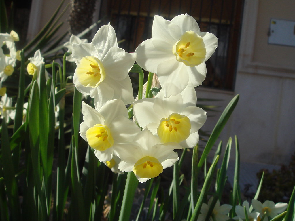 NARCISO - Yuki D' Luna