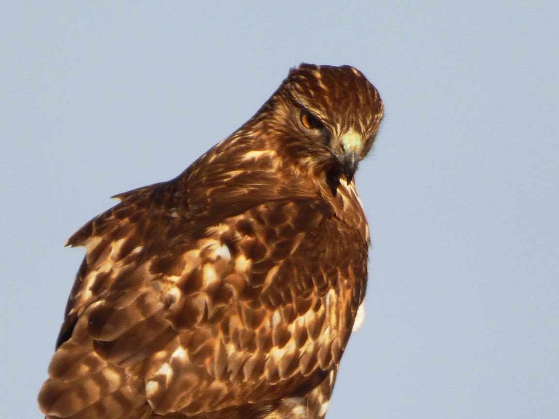 Geotripper's California Birds: Bird of the Day: Red-tailed Hawk at the ...
