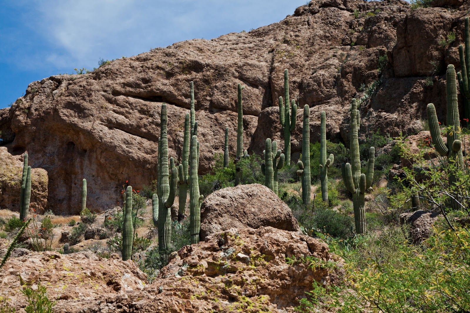 Walking Arizona: Classic Desert