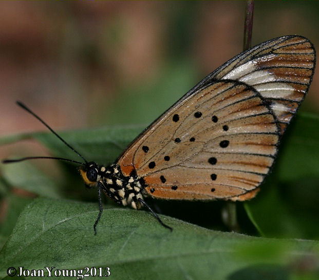 South African Photographs: White-barred Acraea - Female (Hyalites encedon)