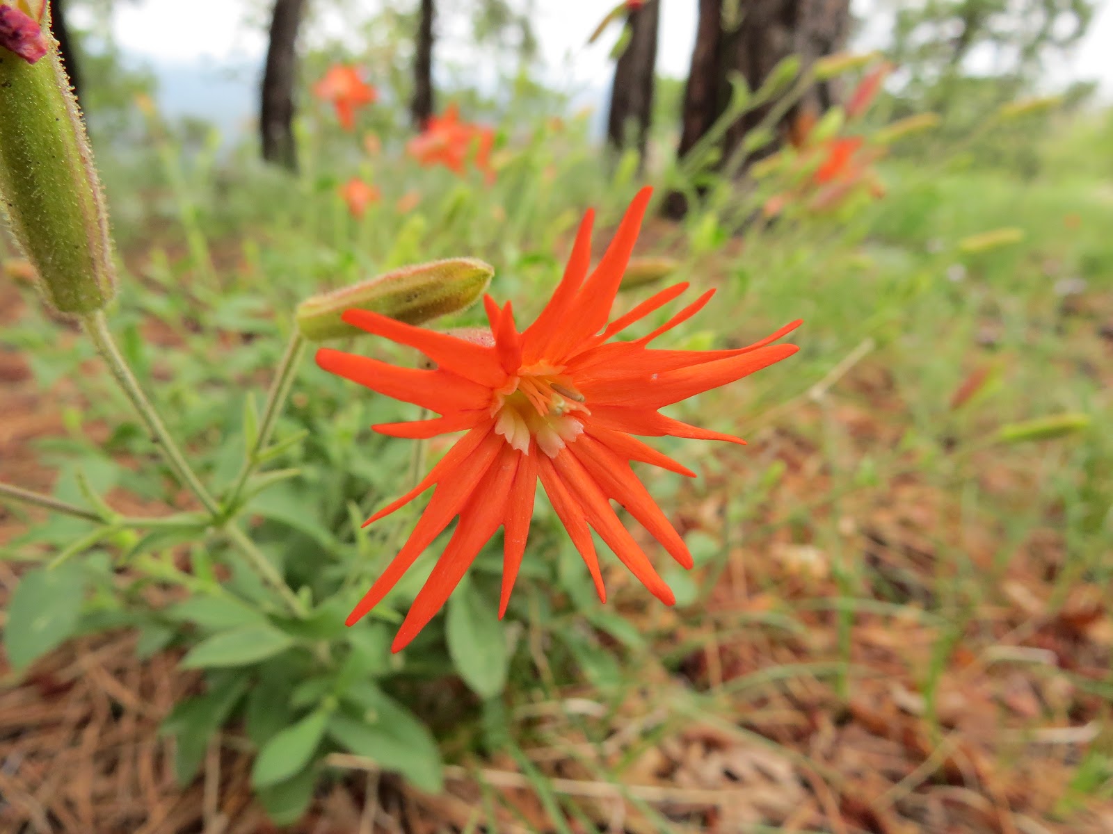 Have Book, Will Travel: Flowers on the Mogollon Rim