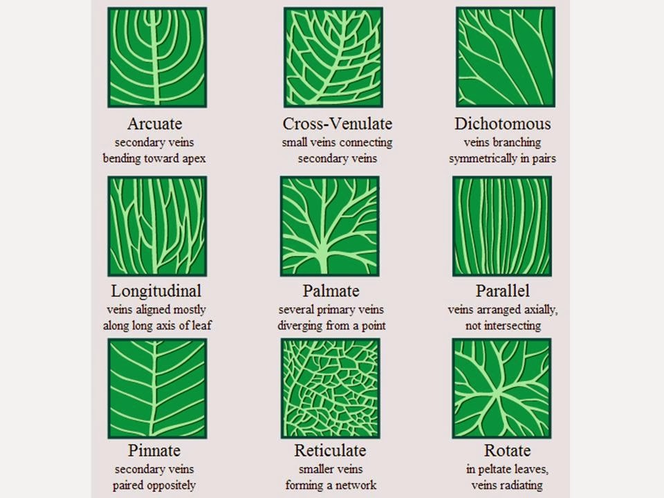 QUINTAIS IMORTAIS: Morfologia da folha - nervuras - em inglês