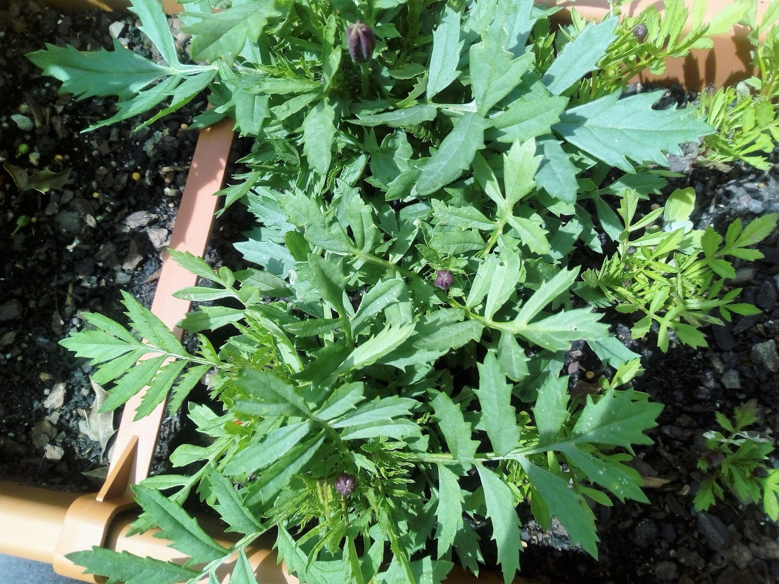 Biosfera vegetal.: Clavel chino (Tagete patula L.). Semillero.