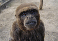 Animales en Peligro de Extincion: Mono Chorongo