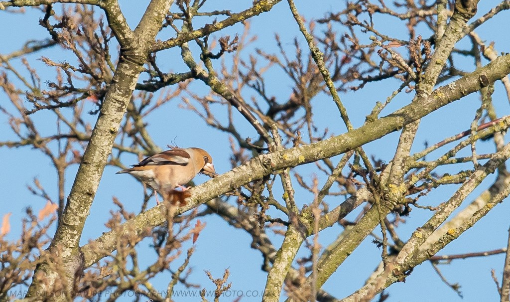 MONTGOMERYSHIRE BIRDS: Hawfinch at Powis Park