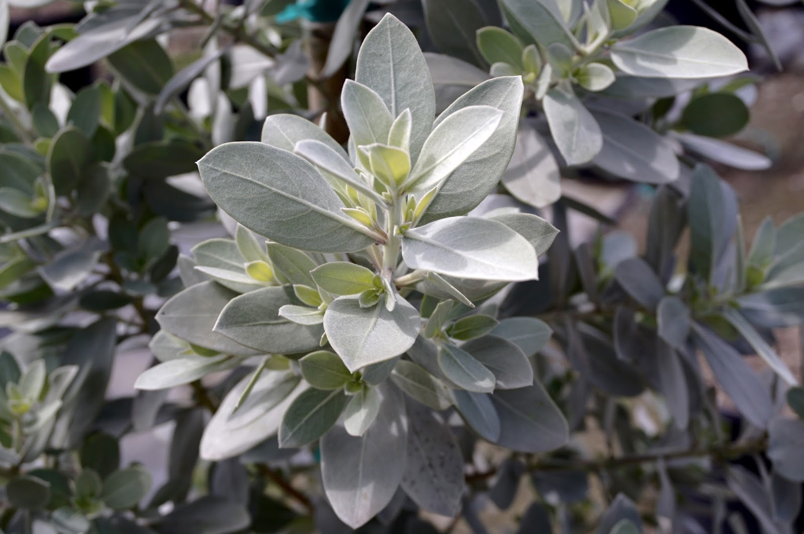 Buttonwood Trees in South Florida Miami: 2016