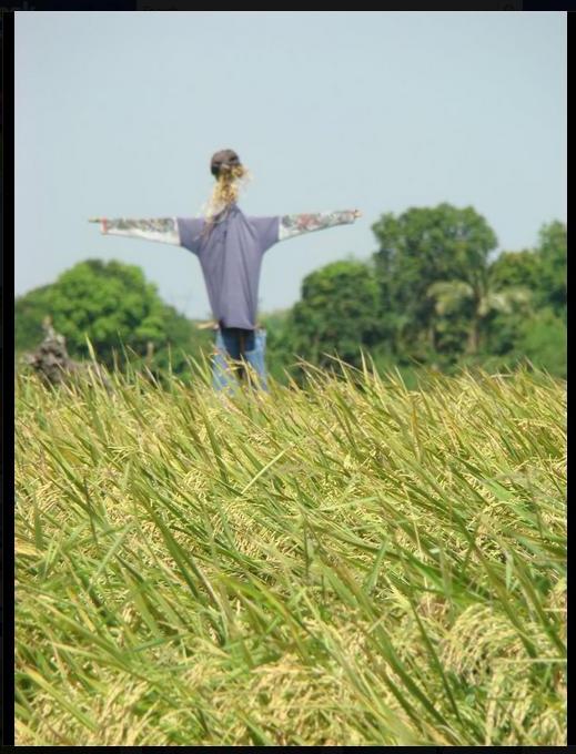 OLEBASI: PANAKOT-IBON!