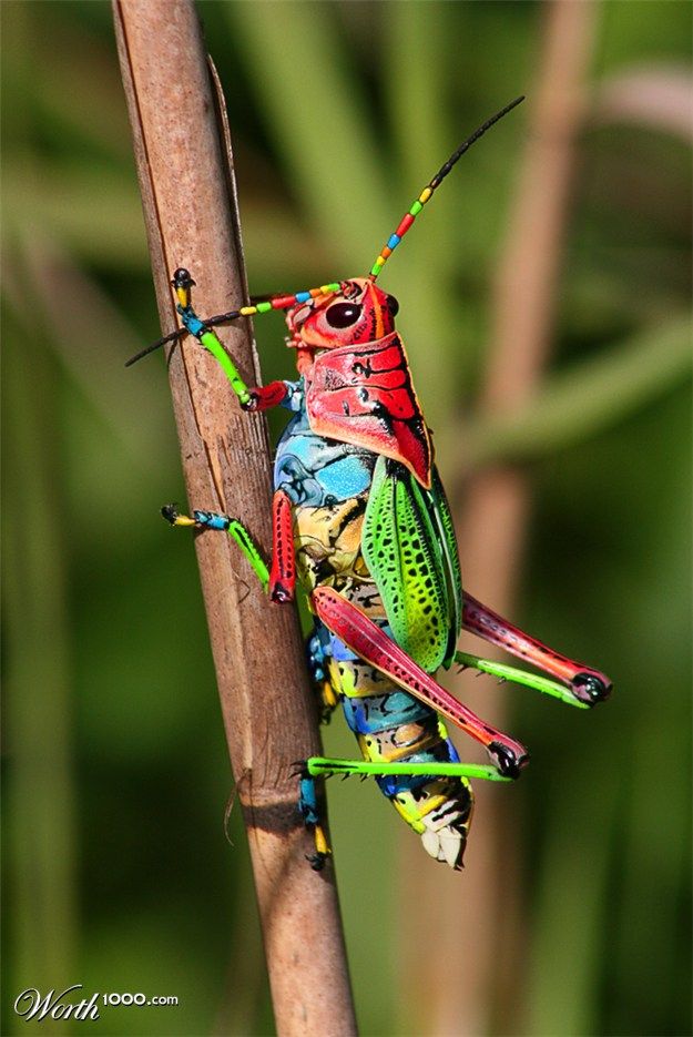 Of the grandest and most beautiful images of insects. | TOOOPIC