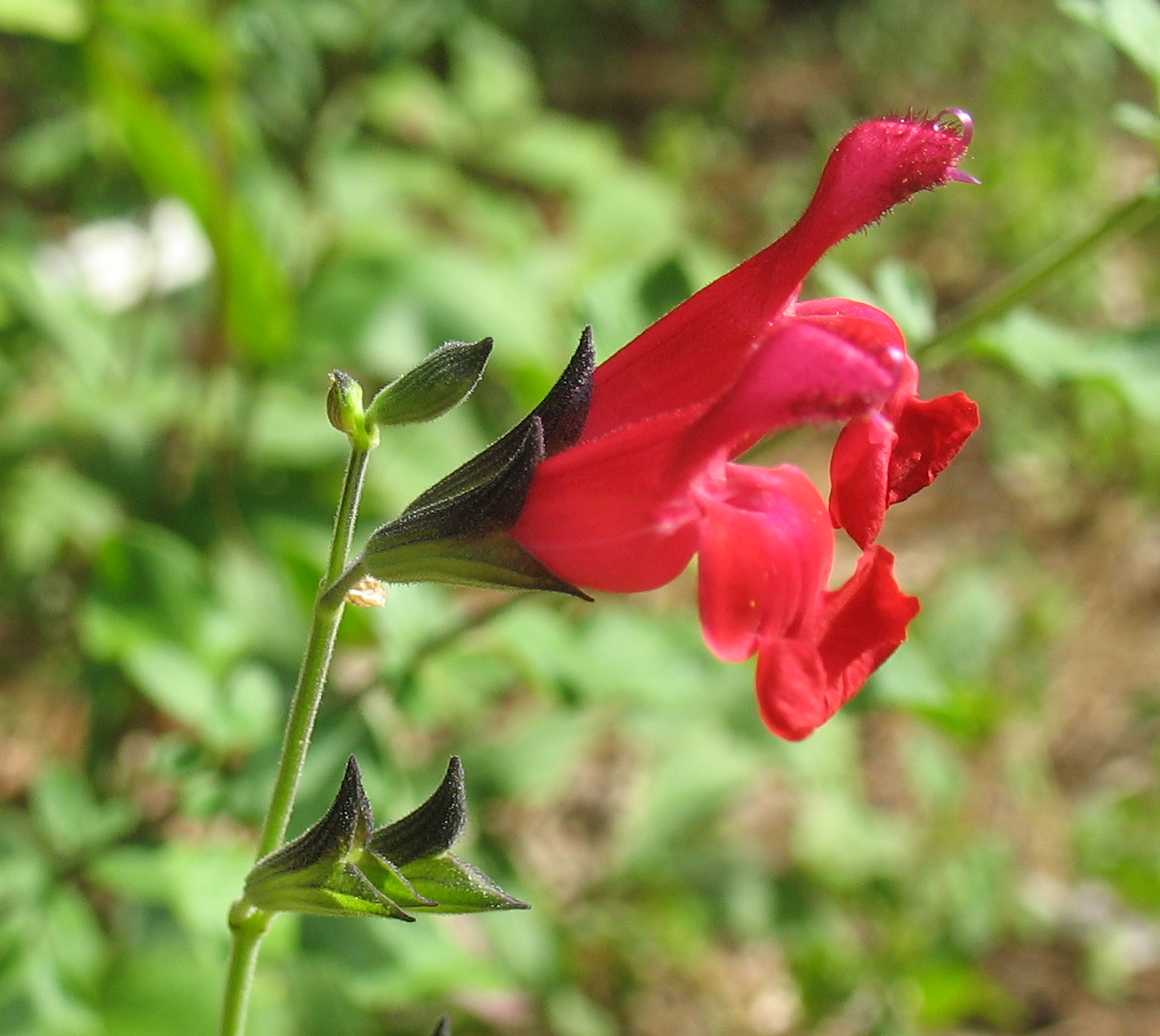 Using Georgia Native Plants: Native Summer Perennials in Georgia